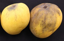 Mango - Stem End Rot – FarmMate.in