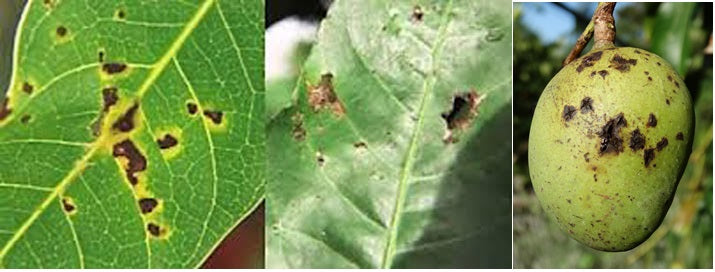 Mango Bacterial Canker – FarmMate.in