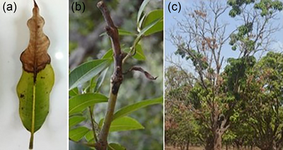 Mango Dieback – FarmMate.in